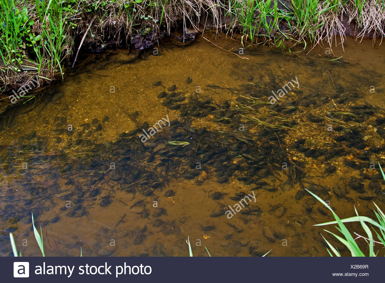 Mussel Bed Stock Photos & Mussel Bed Stock Images - Alamy