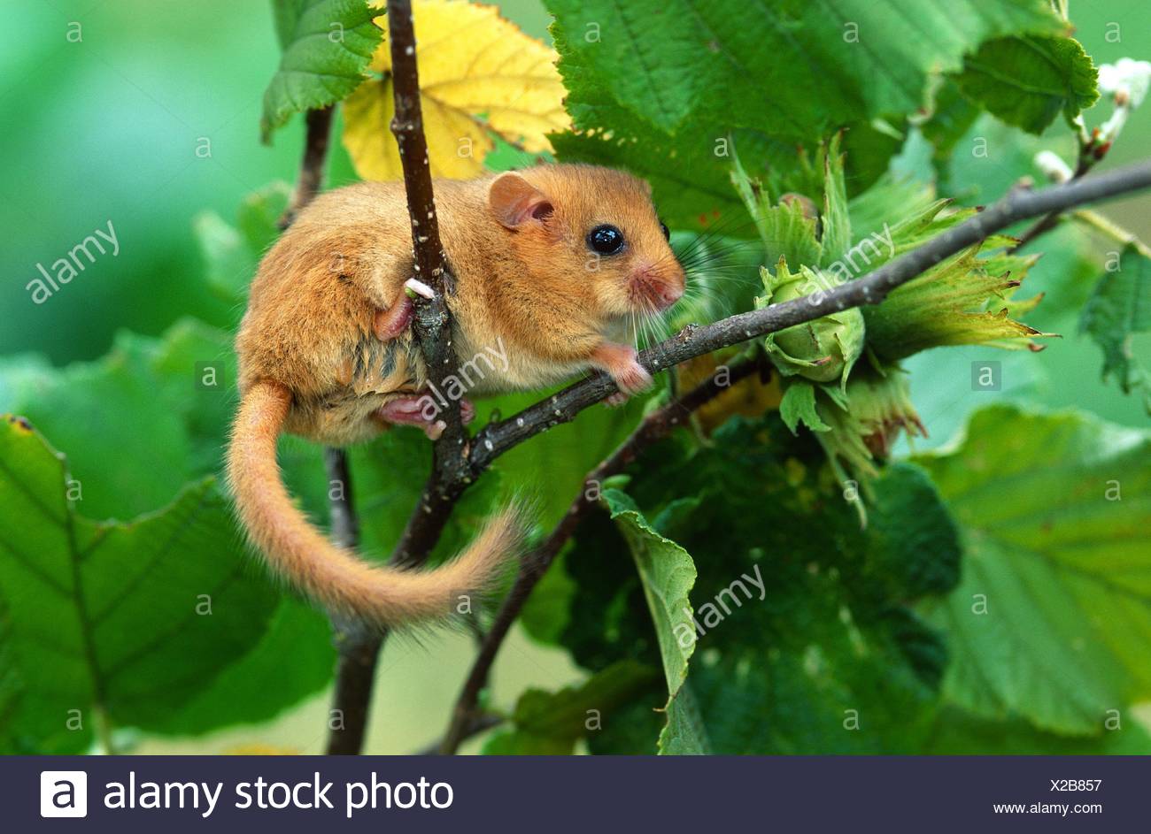 Dormouse Stock Photos & Dormouse Stock Images - Alamy