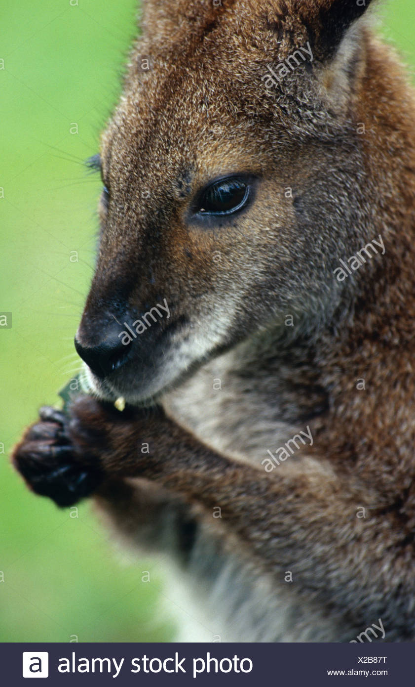 Pretty Face Wallaby Stock Photos & Pretty Face Wallaby Stock Images - Alamy