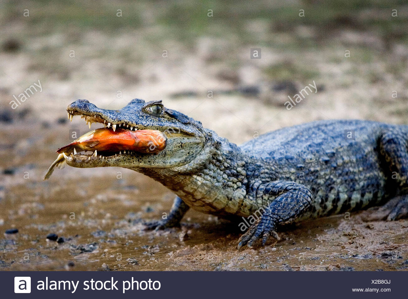 Spectacled Caiman Stock Photos & Spectacled Caiman Stock Images - Alamy