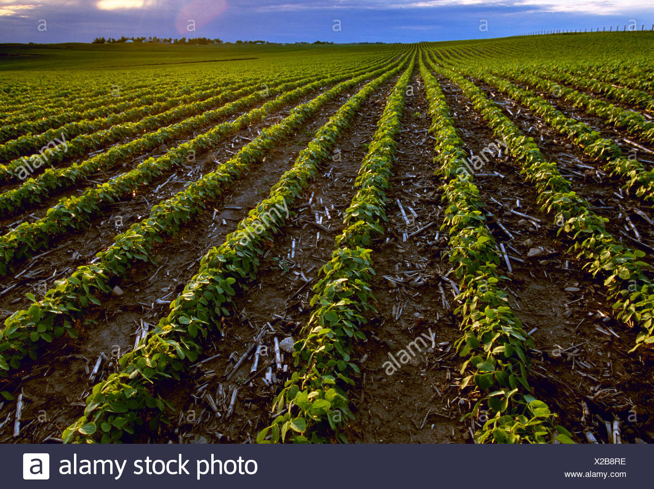 No Till Farming Stock Photos & No Till Farming Stock Images - Alamy