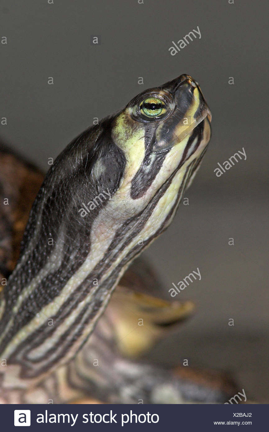 Cumberland Slider Turtle High Resolution Stock Photography and Images ...
