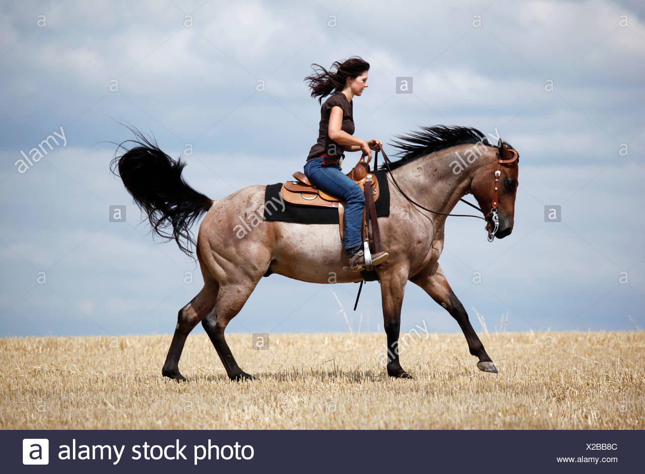 Rider Riding Western Canter High Resolution Stock Photography and ...