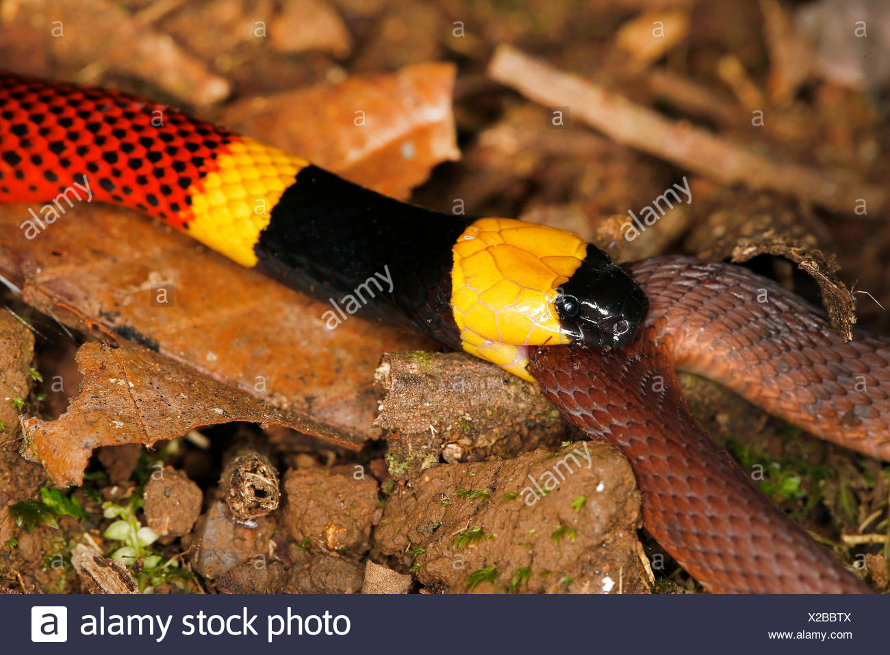 Mimic Coral Snake High Resolution Stock Photography and Images - Alamy