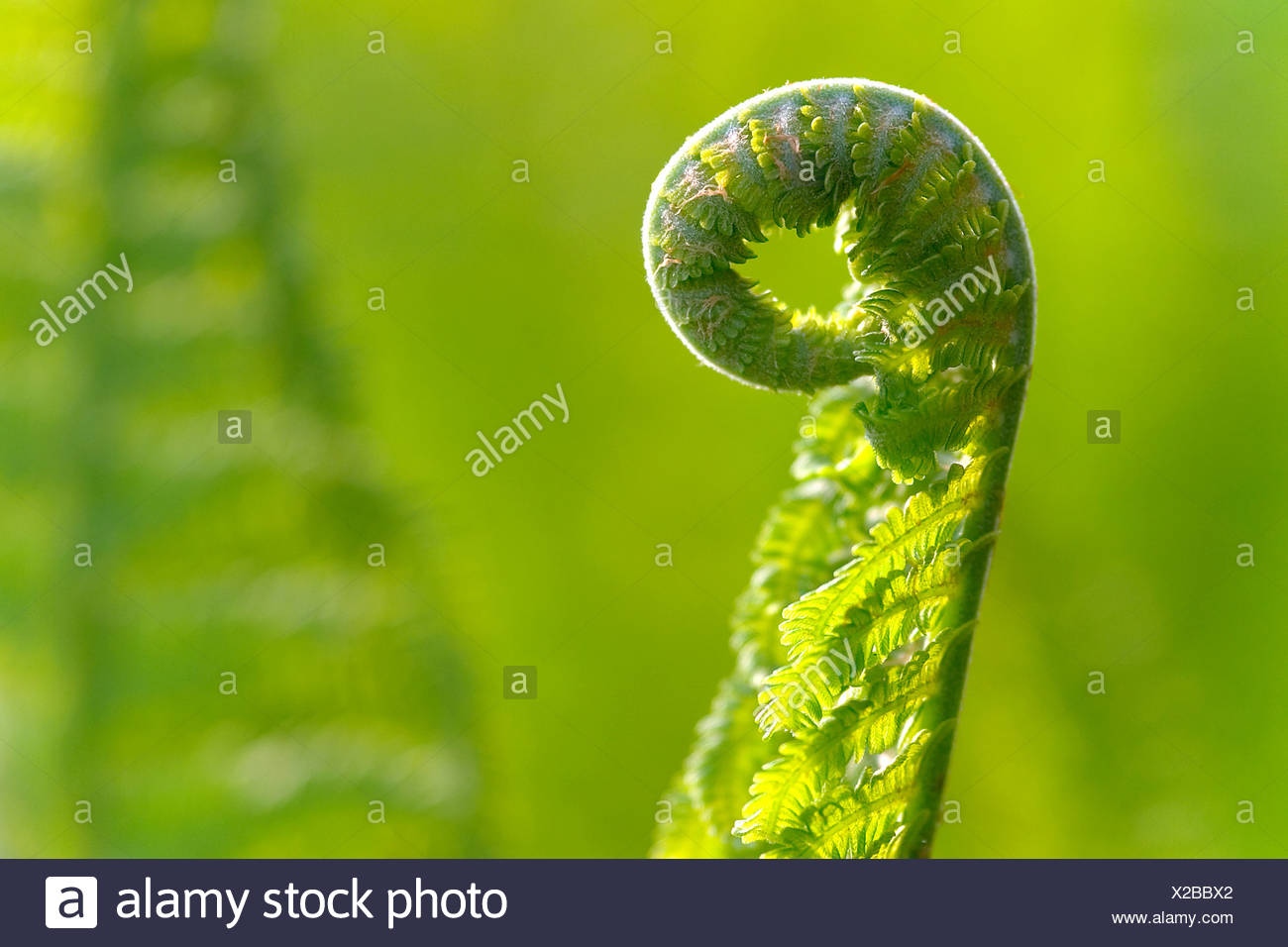 Aspidium Stock Photos & Aspidium Stock Images - Alamy