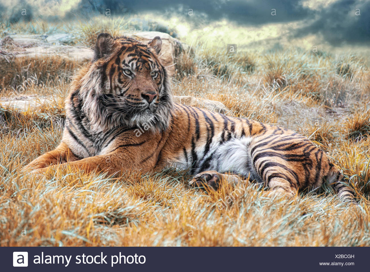 Tigre Stock Photos & Tigre Stock Images - Alamy