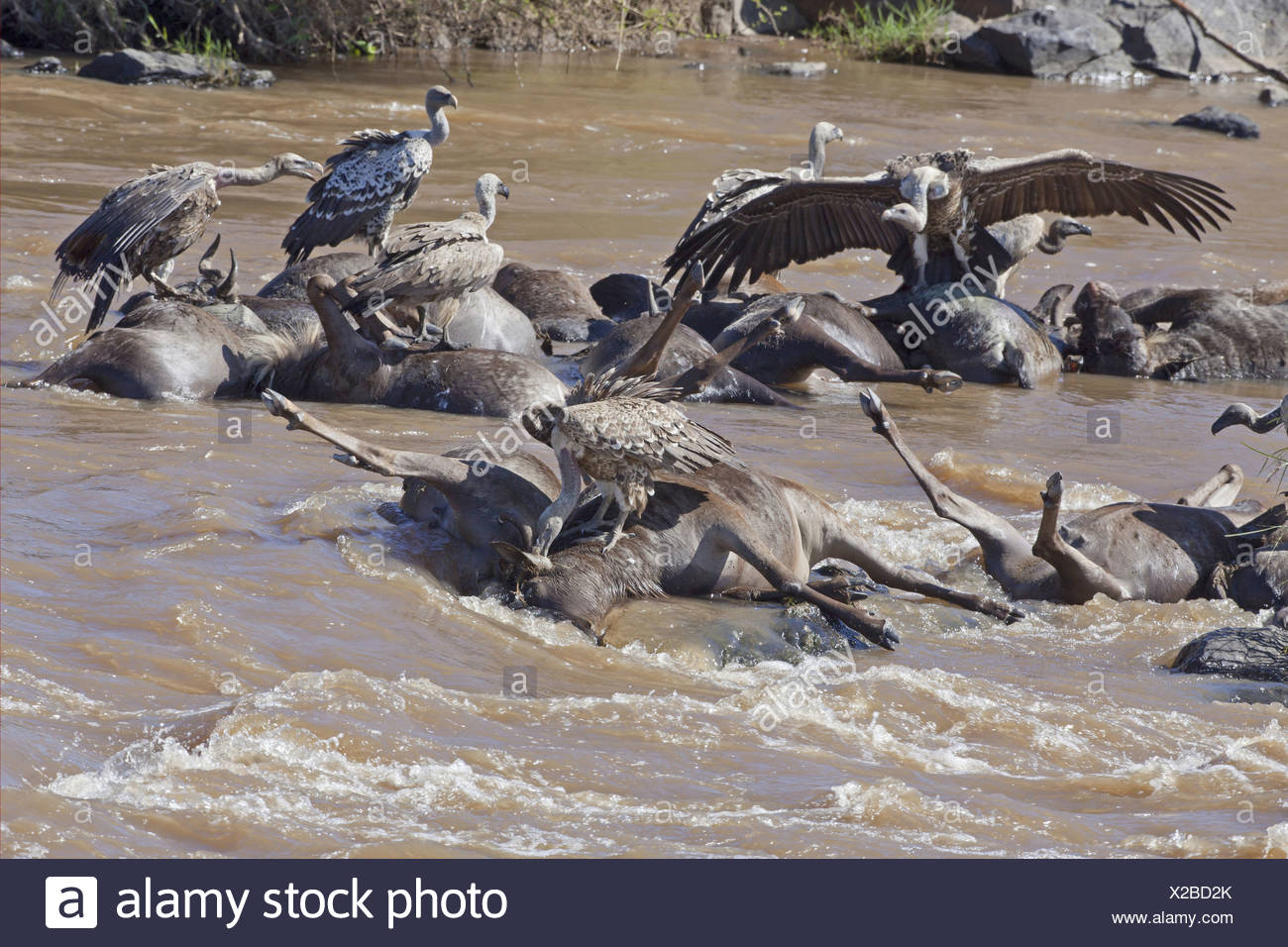 Drowned Corpse High Resolution Stock Photography and Images - Alamy
