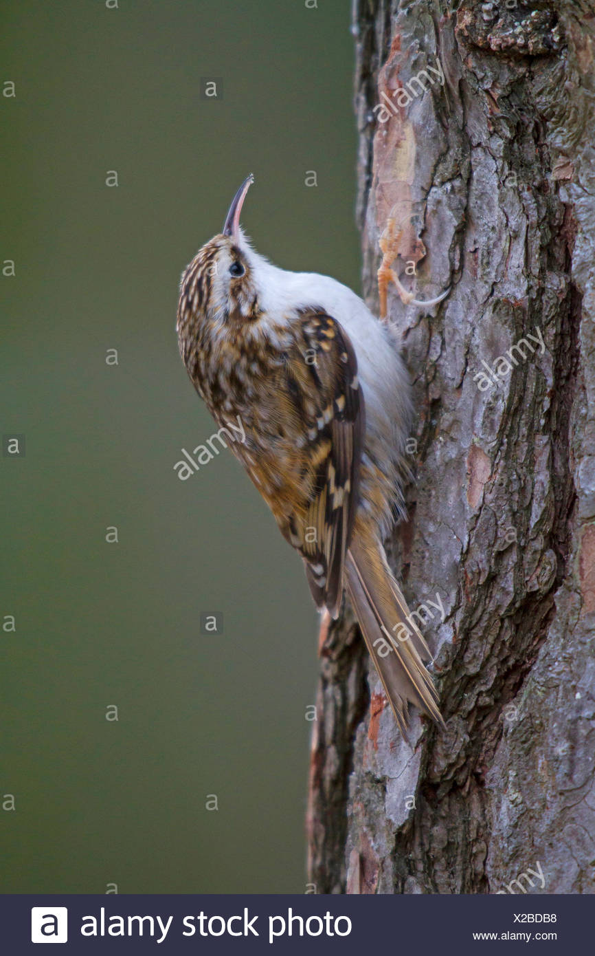 Common Treecreeper Certhia Familiaris Stock Photos & Common Treecreeper ...