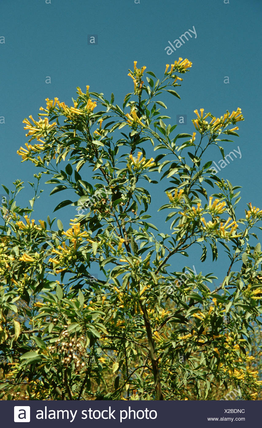 Tobacco Bush High Resolution Stock Photography and Images - Alamy
