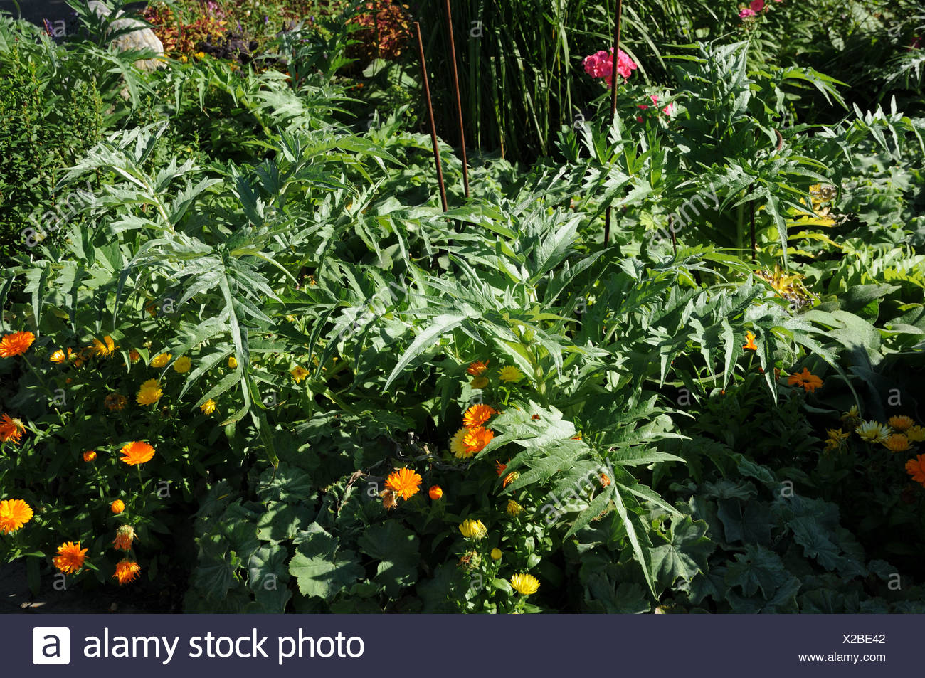 Cardi High Resolution Stock Photography and Images - Alamy