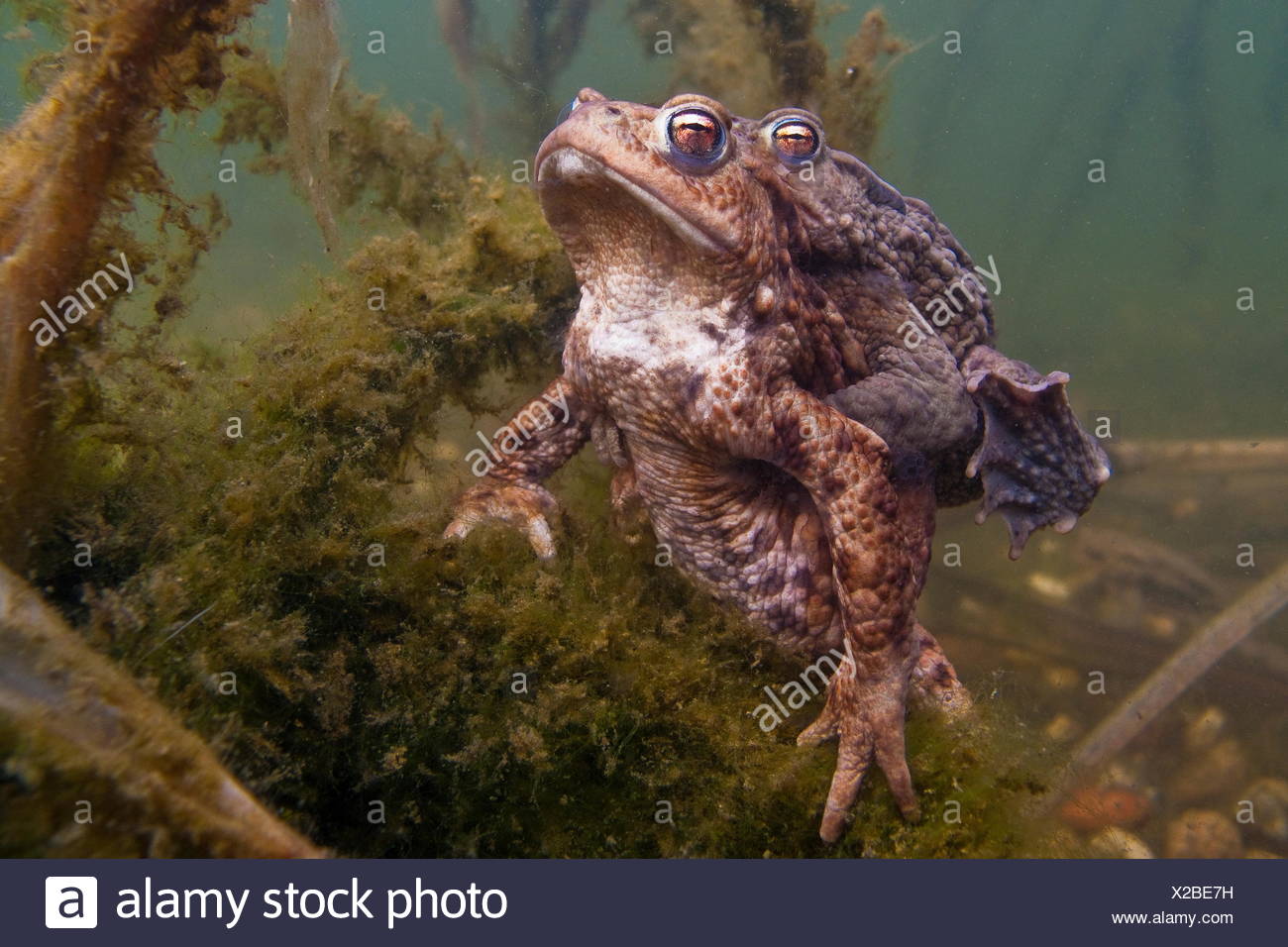 Toads Mating In Water High Resolution Stock Photography and Images - Alamy