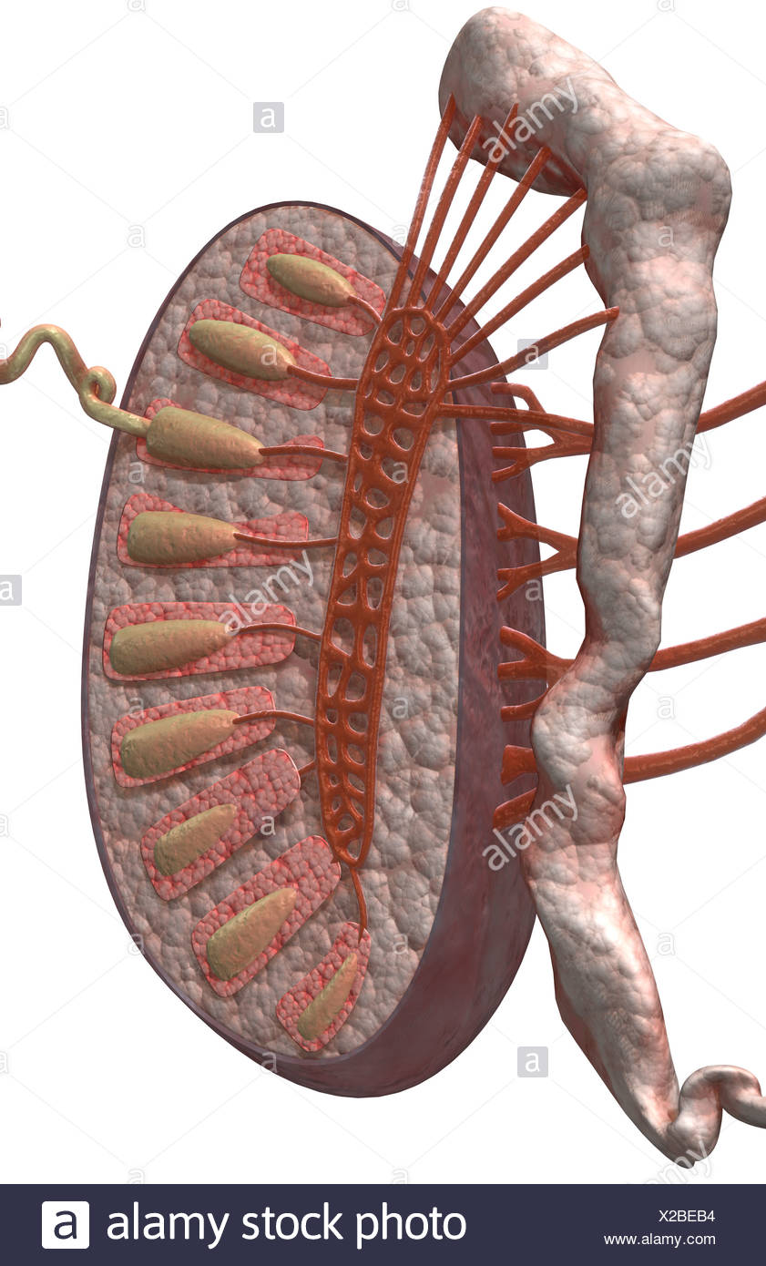 Testis With The Epididymis Stock Photos & Testis With The Epididymis ...