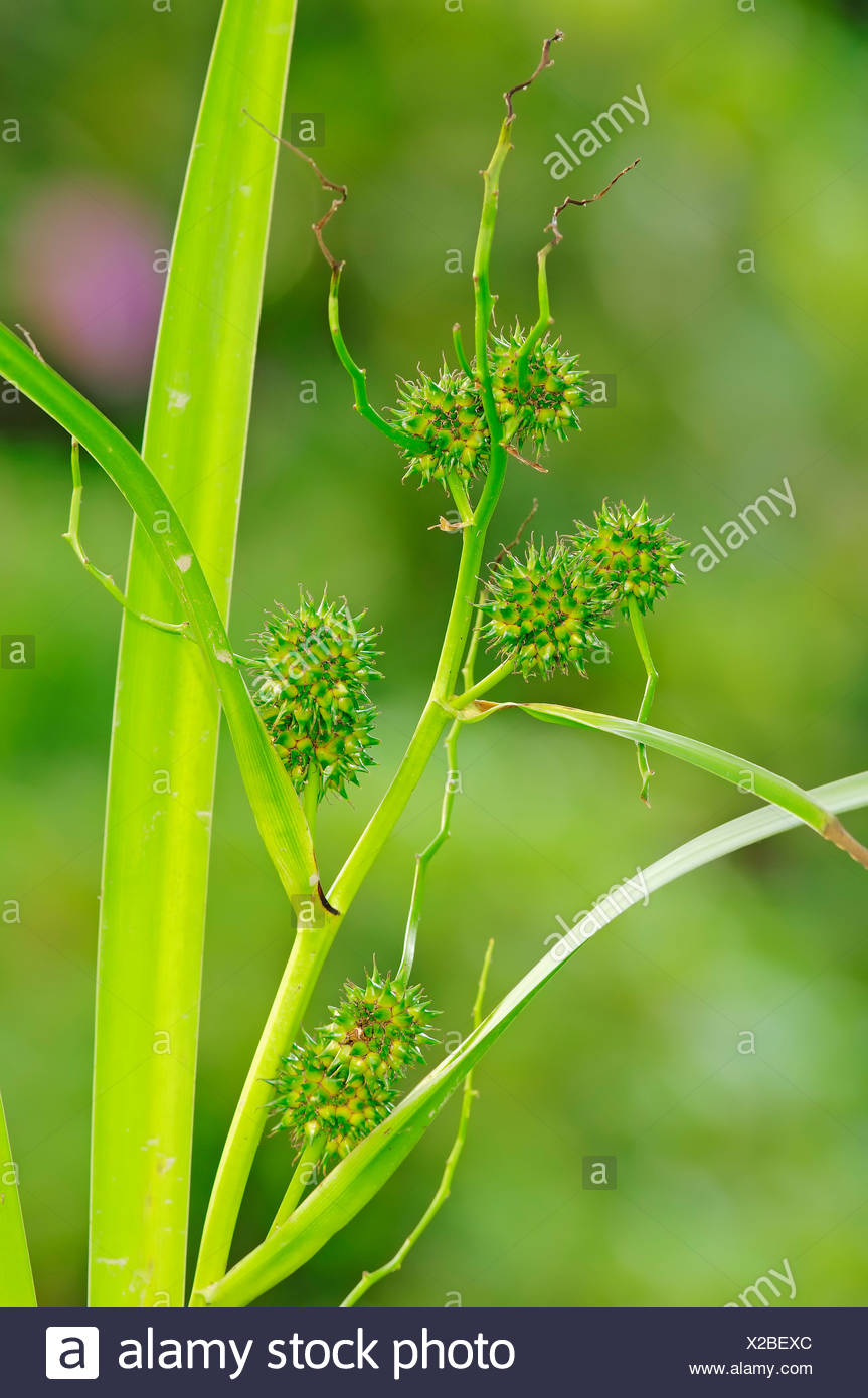 Simplestem High Resolution Stock Photography and Images - Alamy