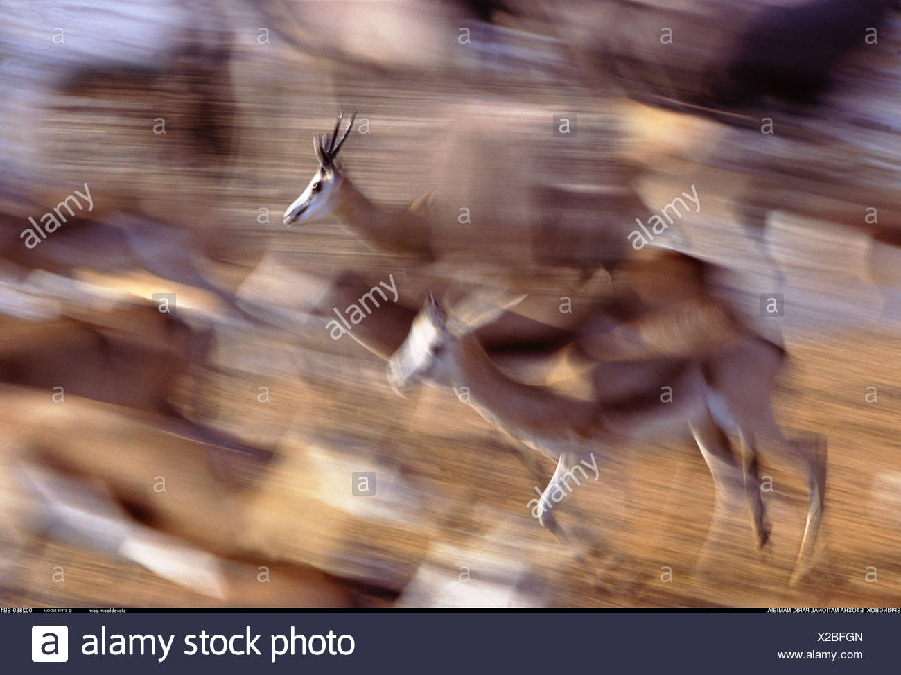 African Springbok High Resolution Stock Photography and Images - Alamy