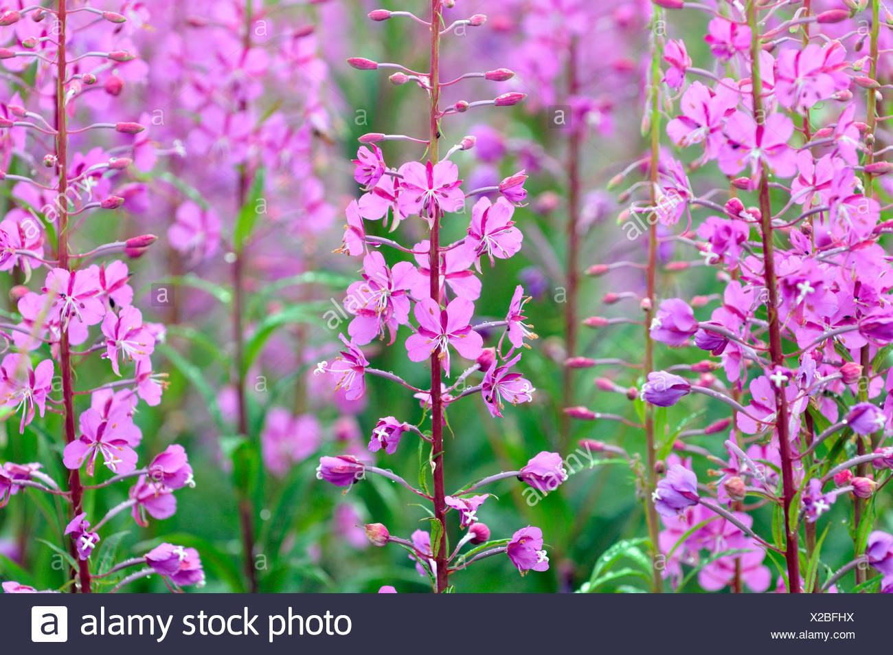 Rosebay Willow Herb Flowers High Resolution Stock Photography and Images - Alamy