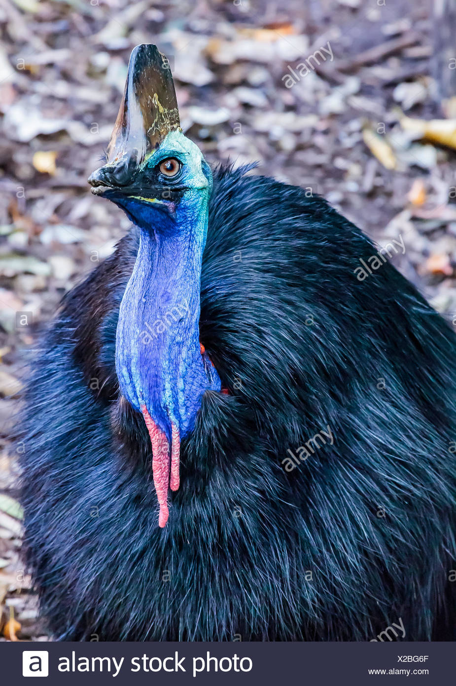 Cassowary Feathers High Resolution Stock Photography and Images - Alamy