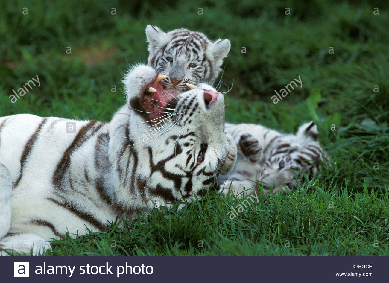 White Tiger Cub Wildlife Stock Photos & White Tiger Cub Wildlife Stock Images - Alamy