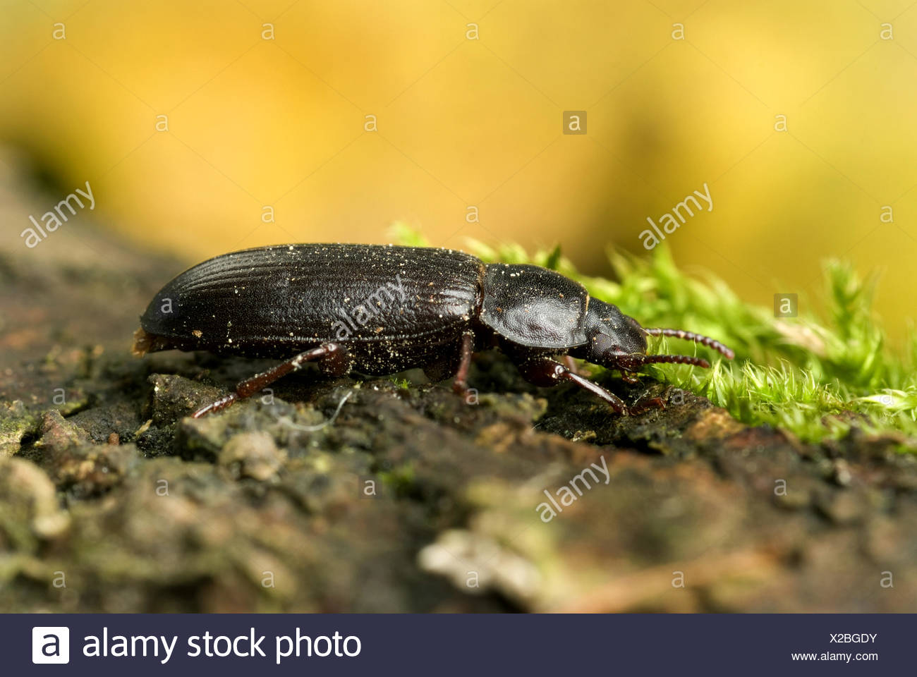 Mealworm Beetle Tenebrio Molitor Stock Photos & Mealworm Beetle ...