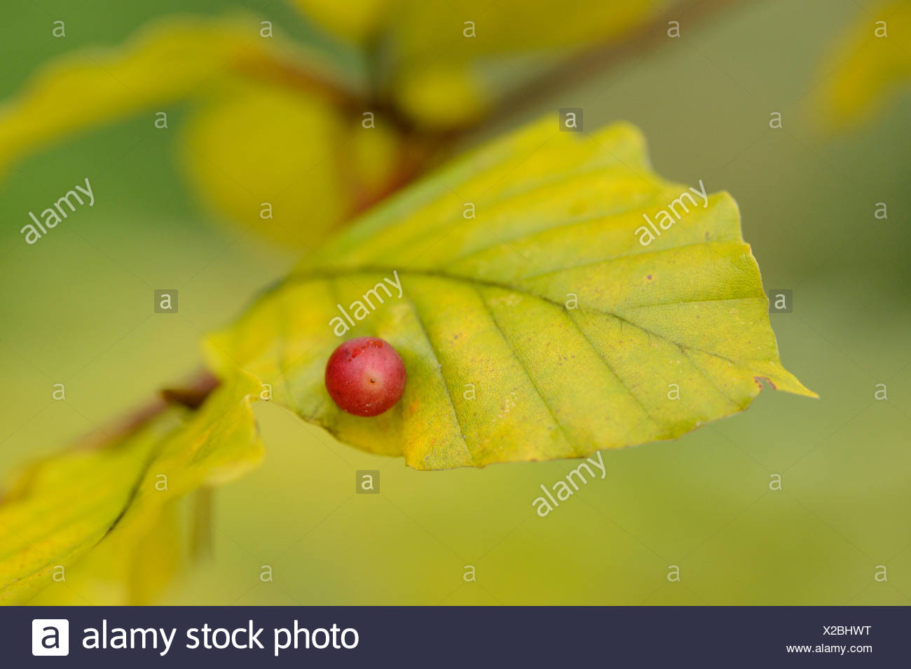 Gall Midge Stock Photos & Gall Midge Stock Images - Alamy