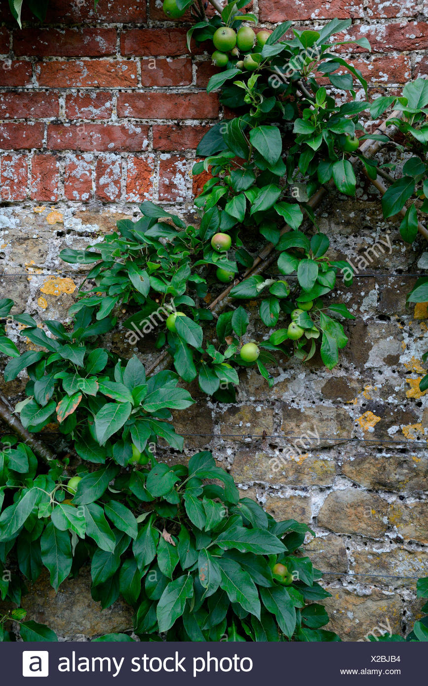 Apfelbaum An Spalier Gezogen High Resolution Stock Photography and ...