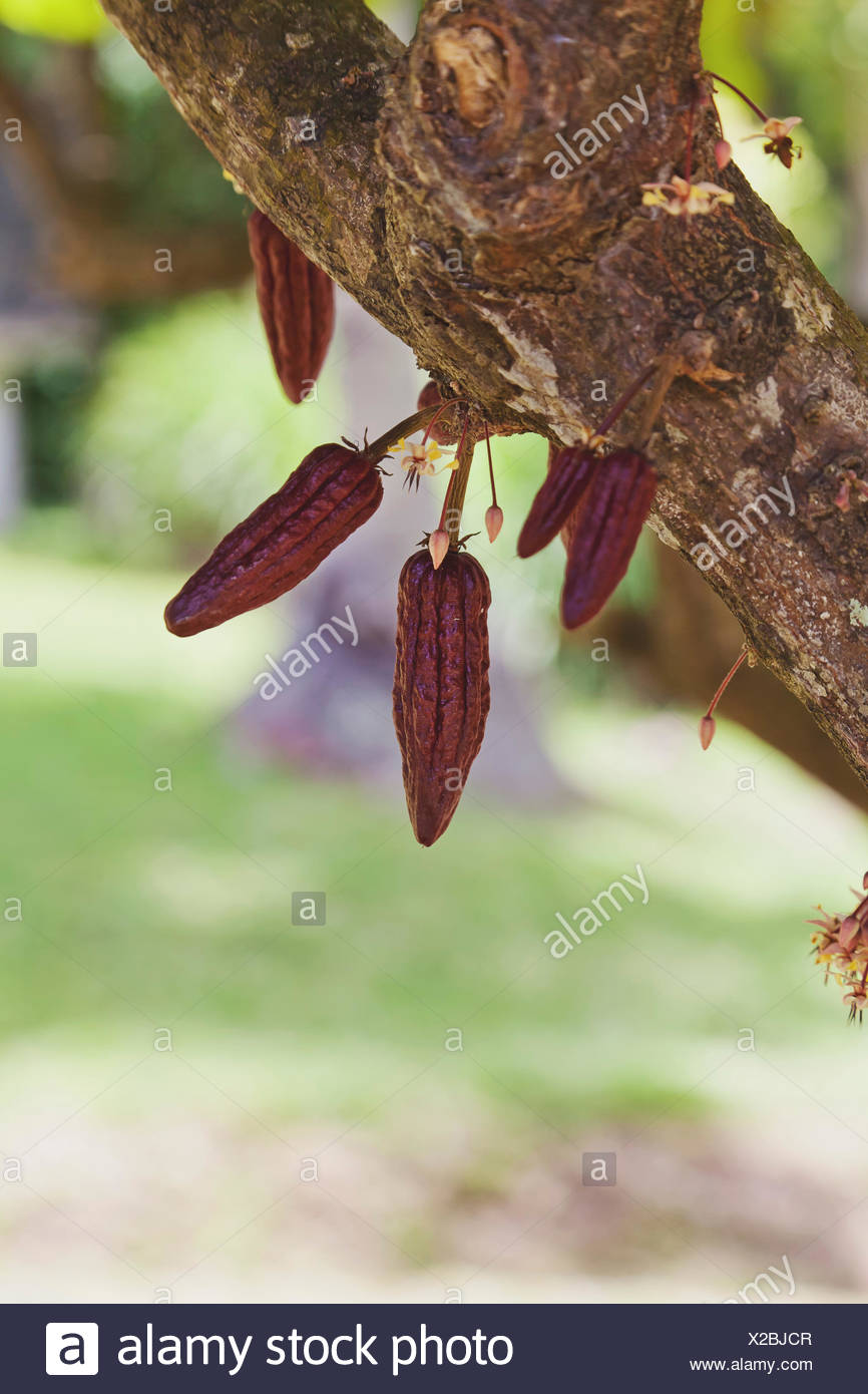 Cacao Tree Pods Stock Photos & Cacao Tree Pods Stock Images - Alamy