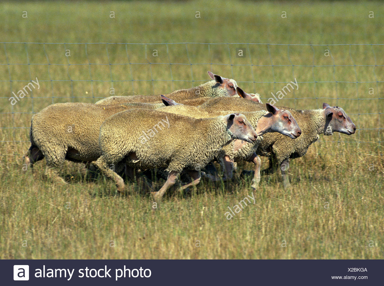 Charollais Sheep Stock Photos & Charollais Sheep Stock Images - Alamy