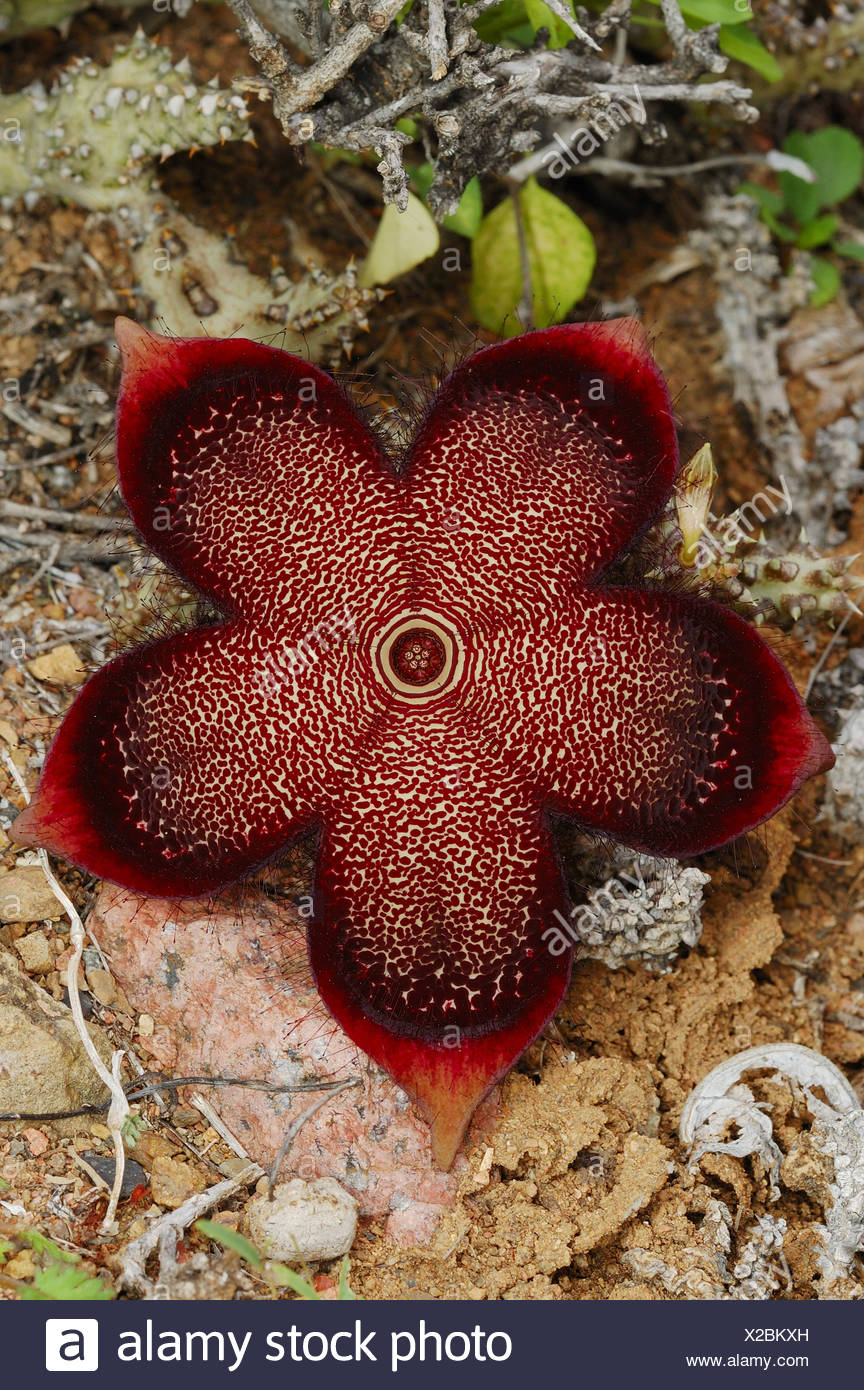 Persian Carpet High Resolution Stock Photography and Images - Alamy