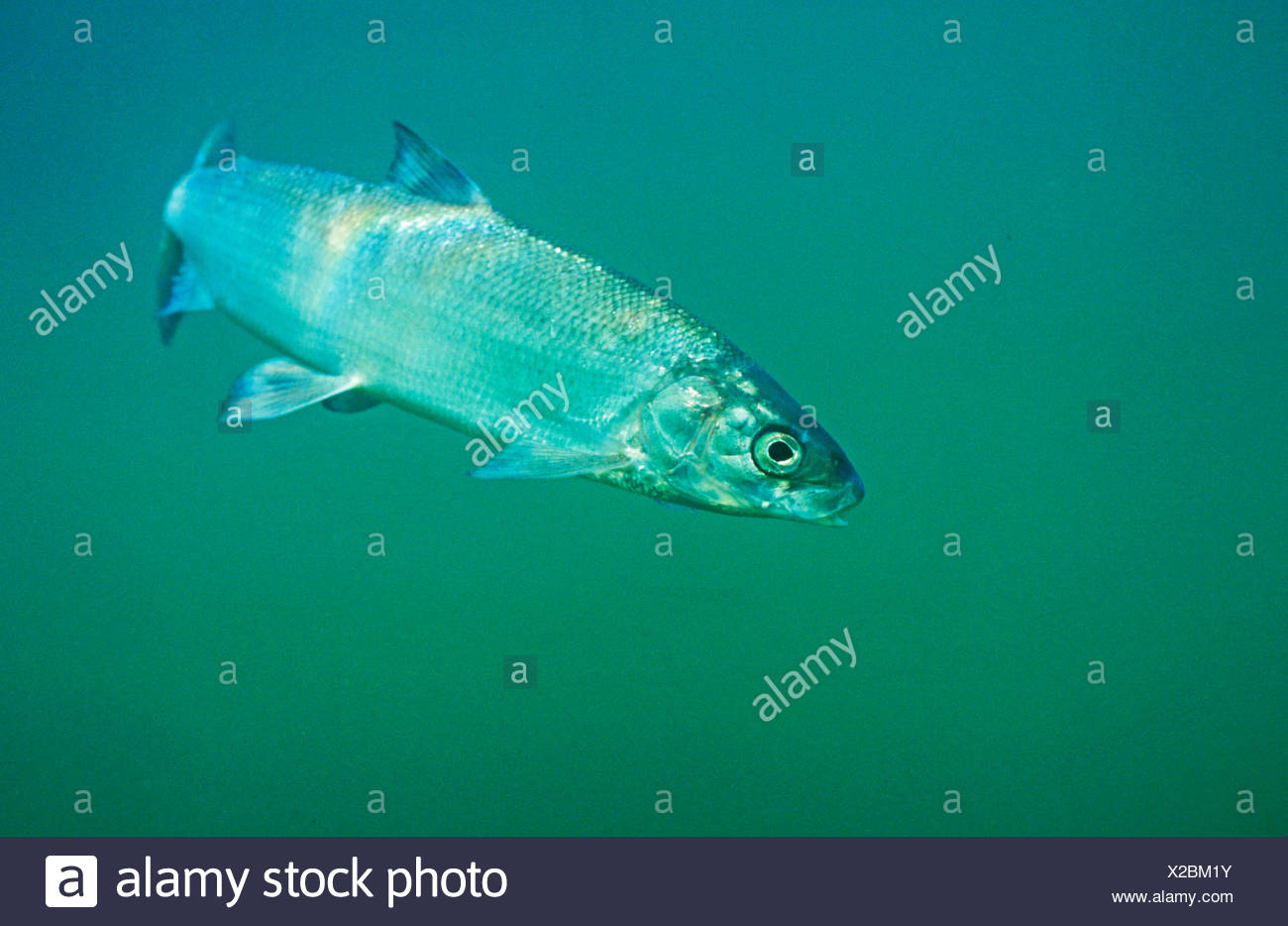 Coregonus High Resolution Stock Photography and Images - Alamy
