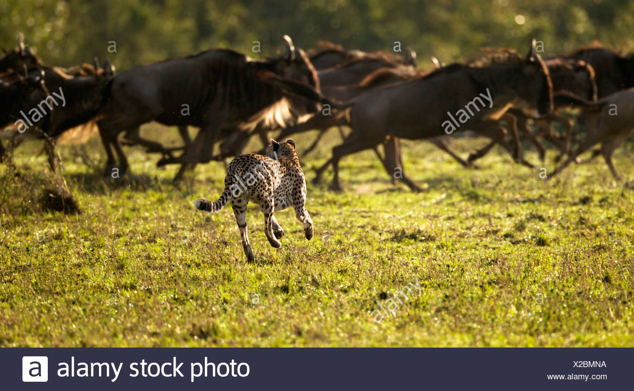 Cheetah Chasing Antelope High Resolution Stock Photography and Images ...