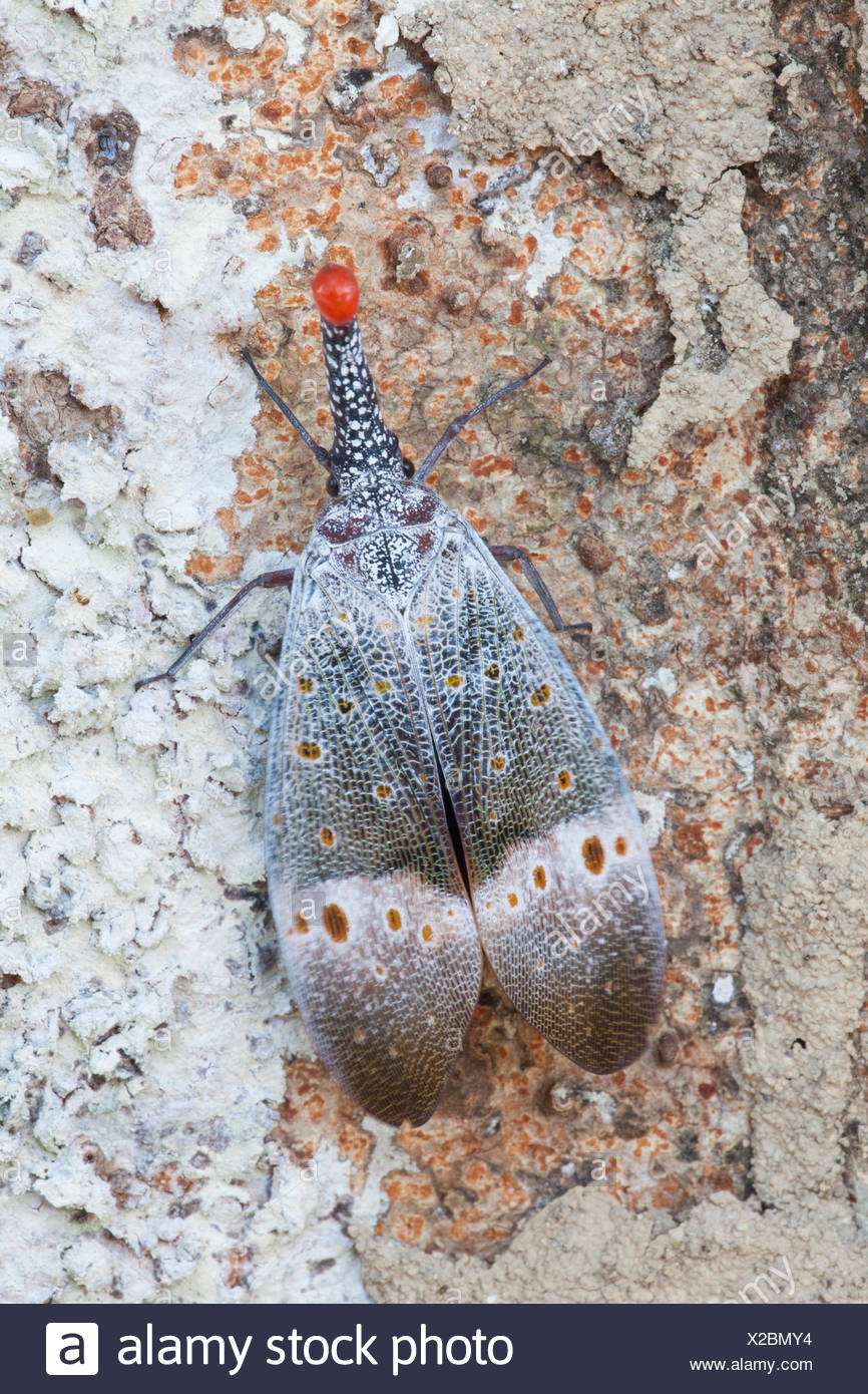 Fulgoridae Stock Photos & Fulgoridae Stock Images - Alamy