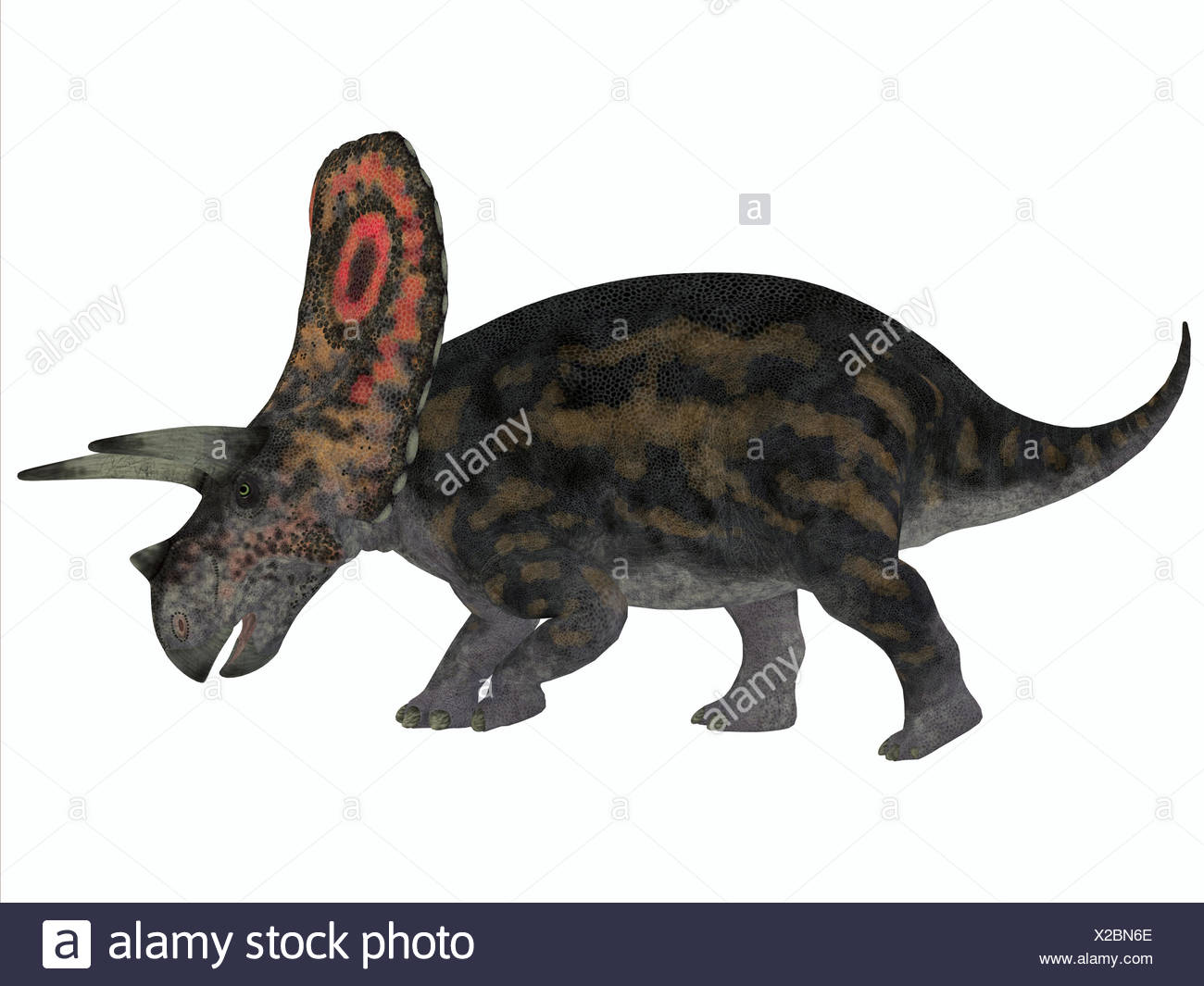 Torosaurus Stock Photos & Torosaurus Stock Images - Alamy