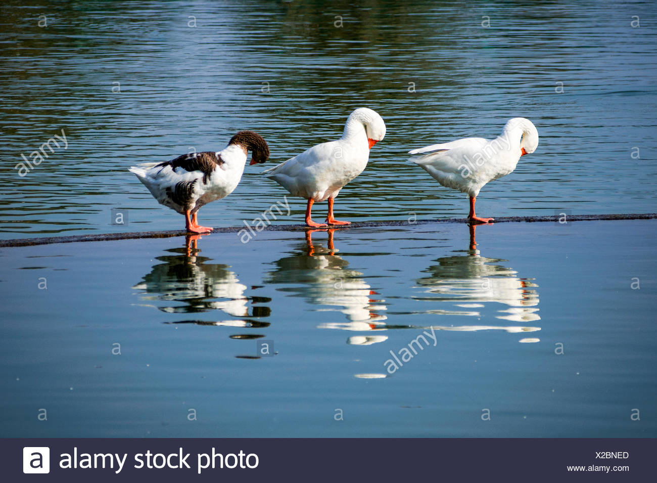 Duck Heads High Resolution Stock Photography and Images - Alamy