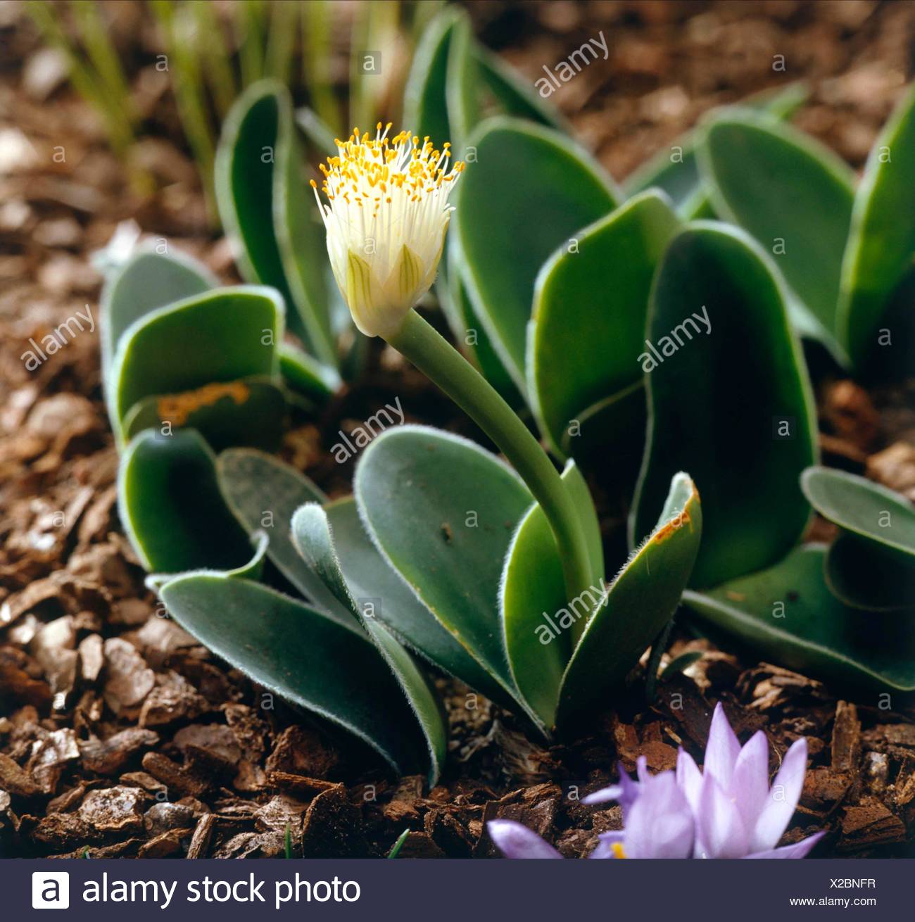 Haemanthus Albiflos Stock Photos & Haemanthus Albiflos Stock Images - Alamy