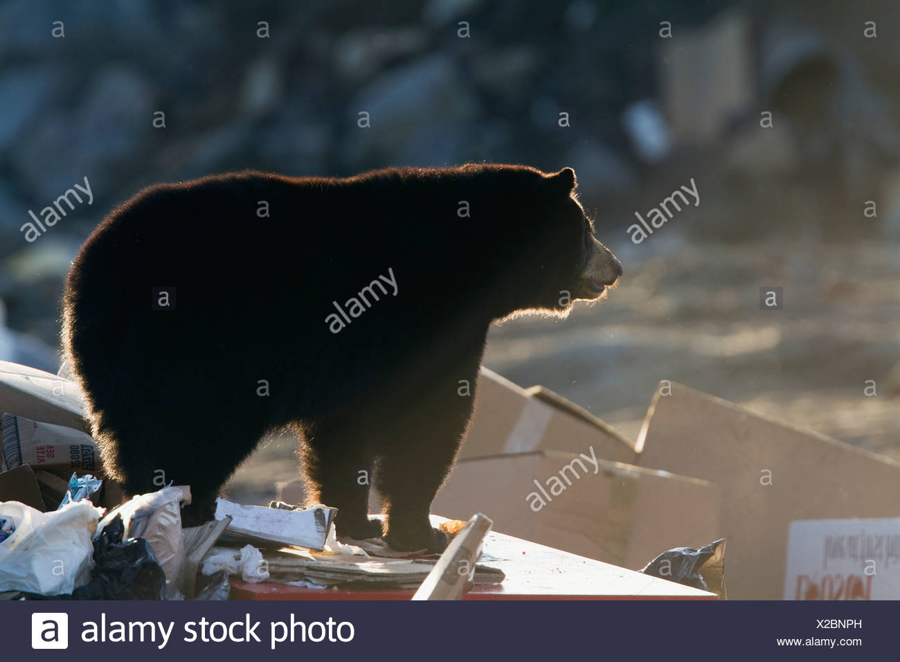 Rummaging In A Box High Resolution Stock Photography and Images - Alamy