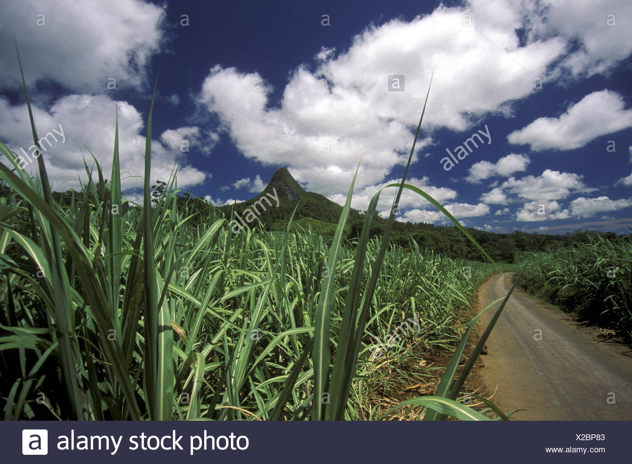 Sugarcane Fields Mauritius Stock Photos & Sugarcane Fields Mauritius ...