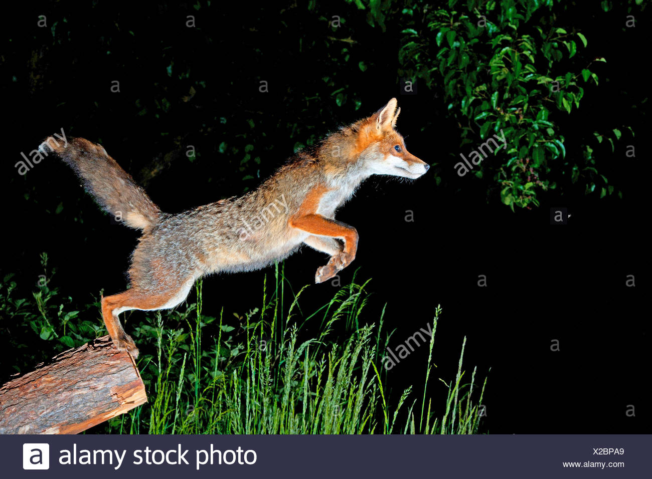 Rot Fuchs Stock Photos & Rot Fuchs Stock Images - Alamy