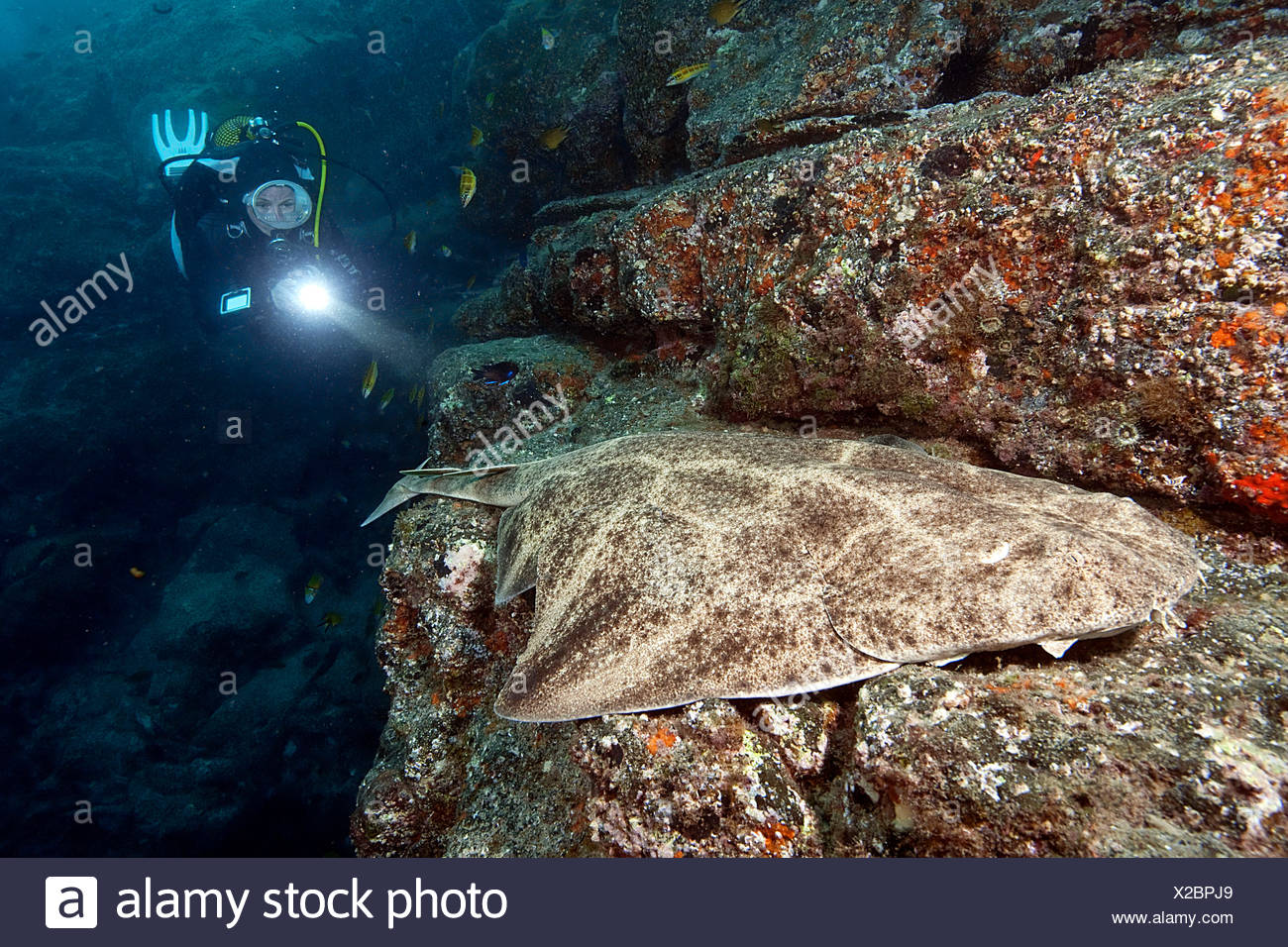 Angel Shark Squatina Squatina High Resolution Stock Photography and ...