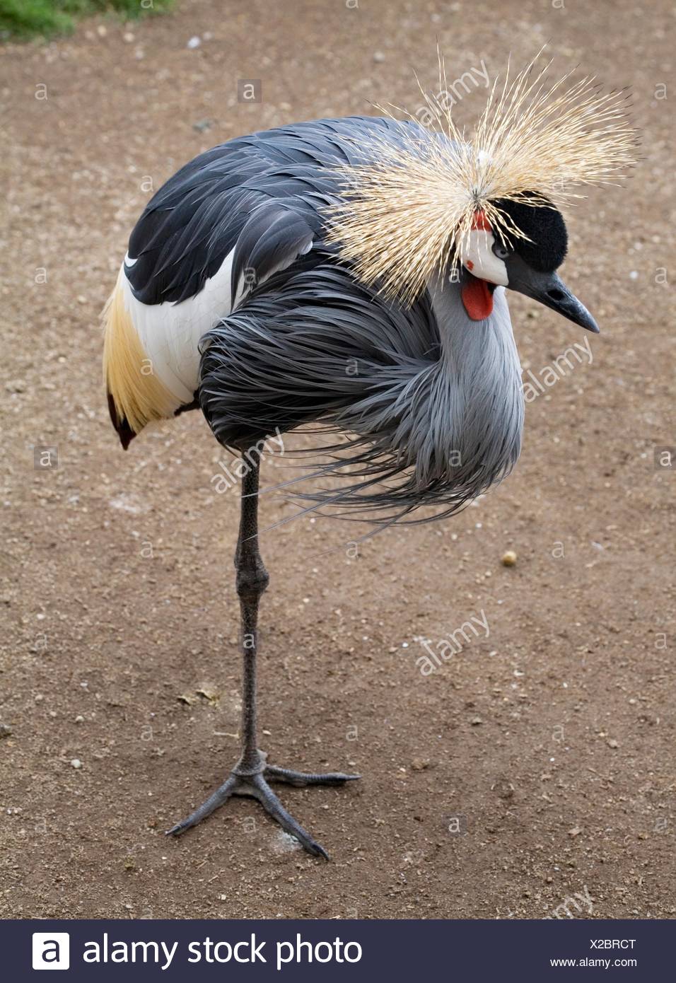 Crane Standing On One Leg High Resolution Stock Photography and Images ...