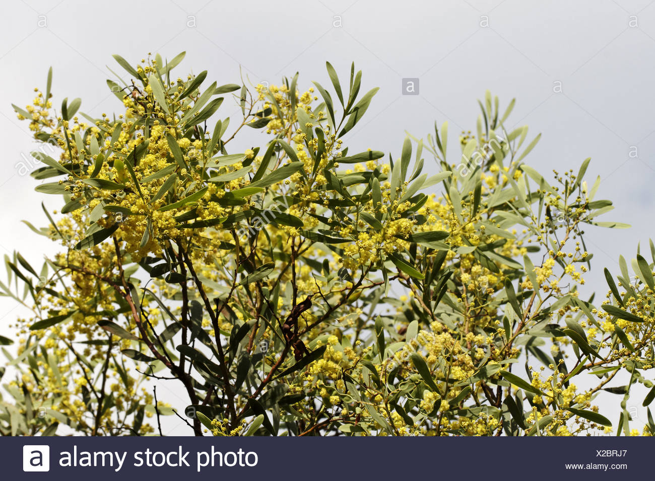 Mulga Tree High Resolution Stock Photography and Images - Alamy