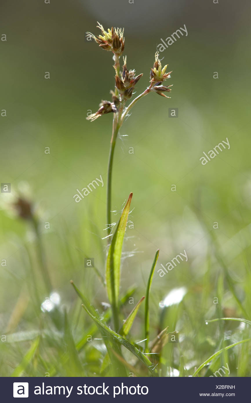 Field Woodrush High Resolution Stock Photography and Images - Alamy