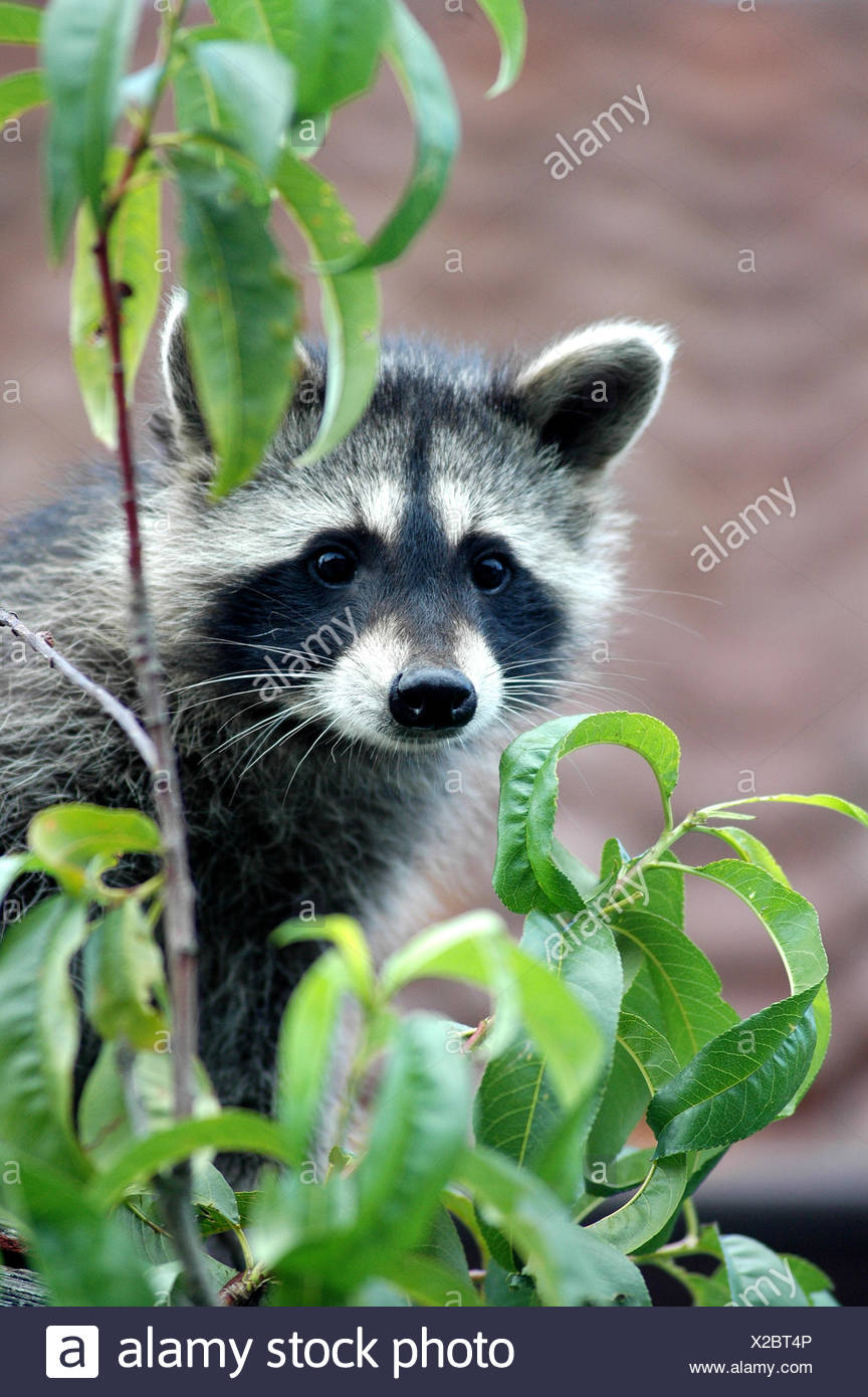 Canoid High Resolution Stock Photography and Images - Alamy