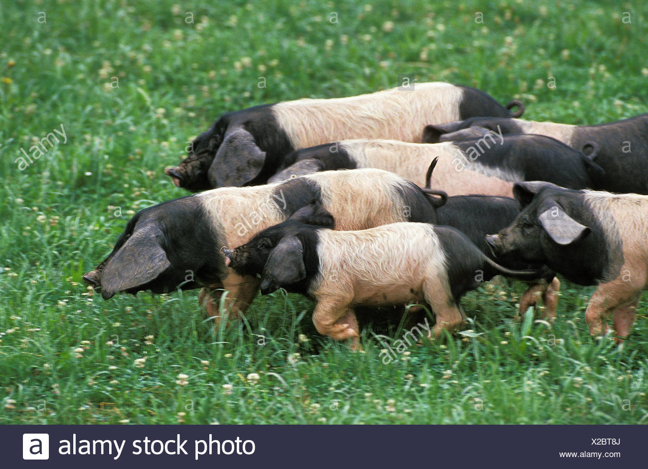 Side View Of A Pig High Resolution Stock Photography and Images - Alamy