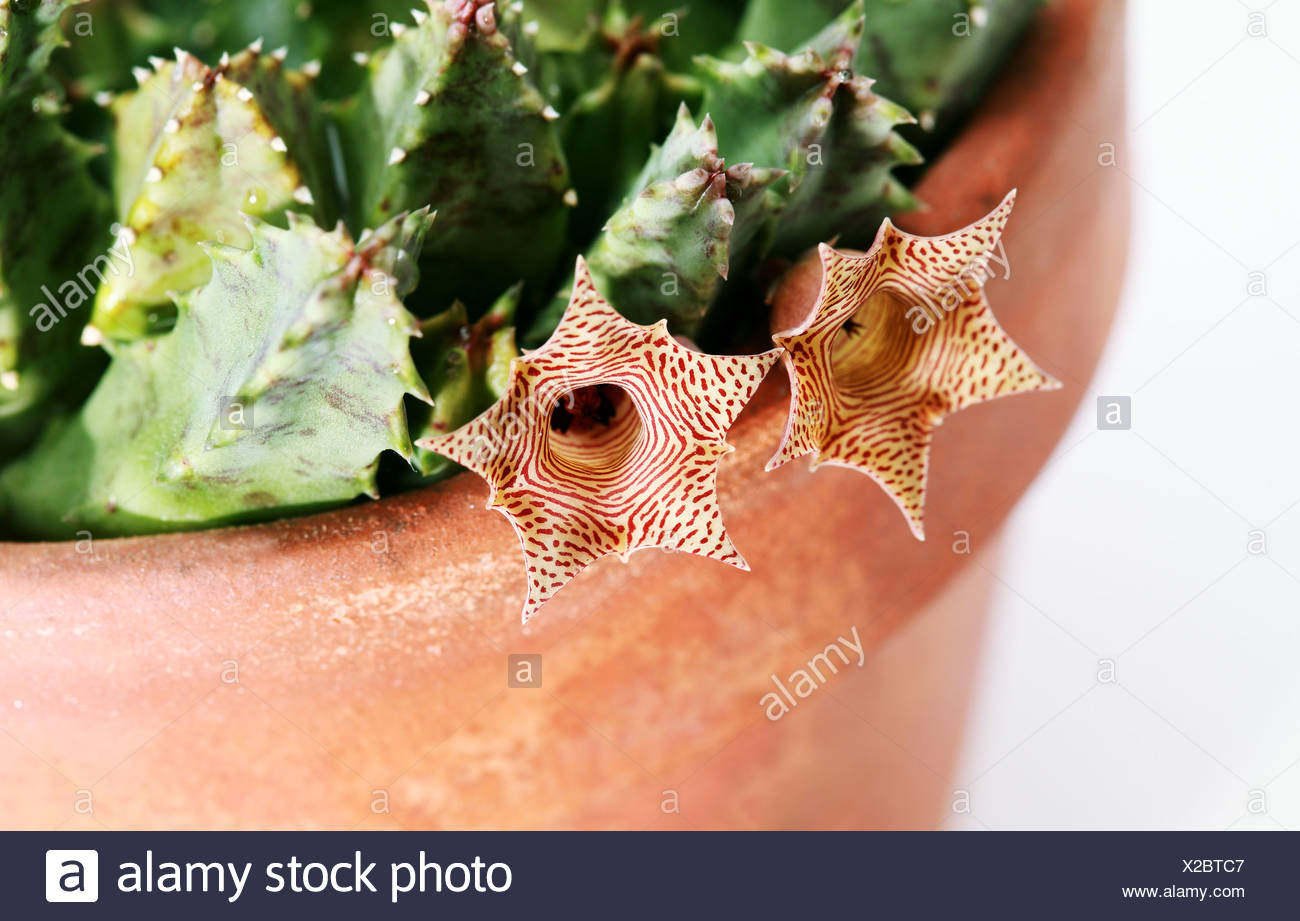Stapelia High Resolution Stock Photography and Images - Alamy
