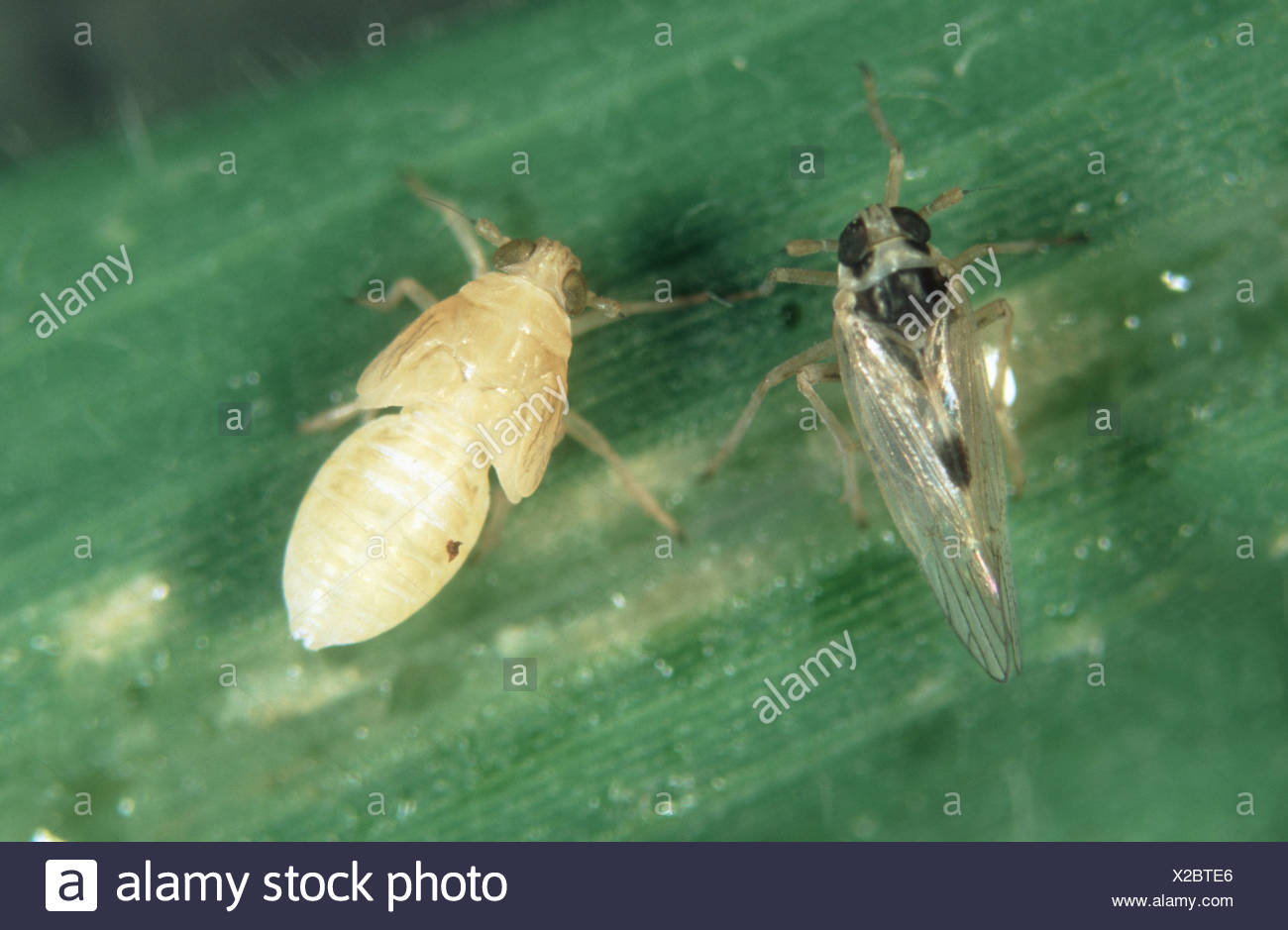 Rice Brown Plant Hopper Stock Photos & Rice Brown Plant Hopper Stock ...