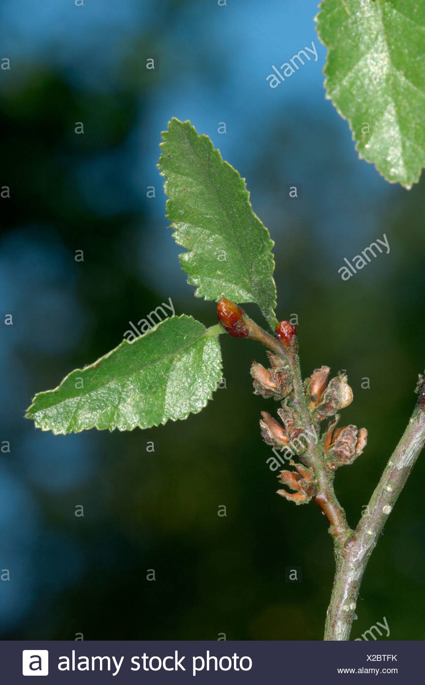 Antarctic Beech High Resolution Stock Photography and Images - Alamy