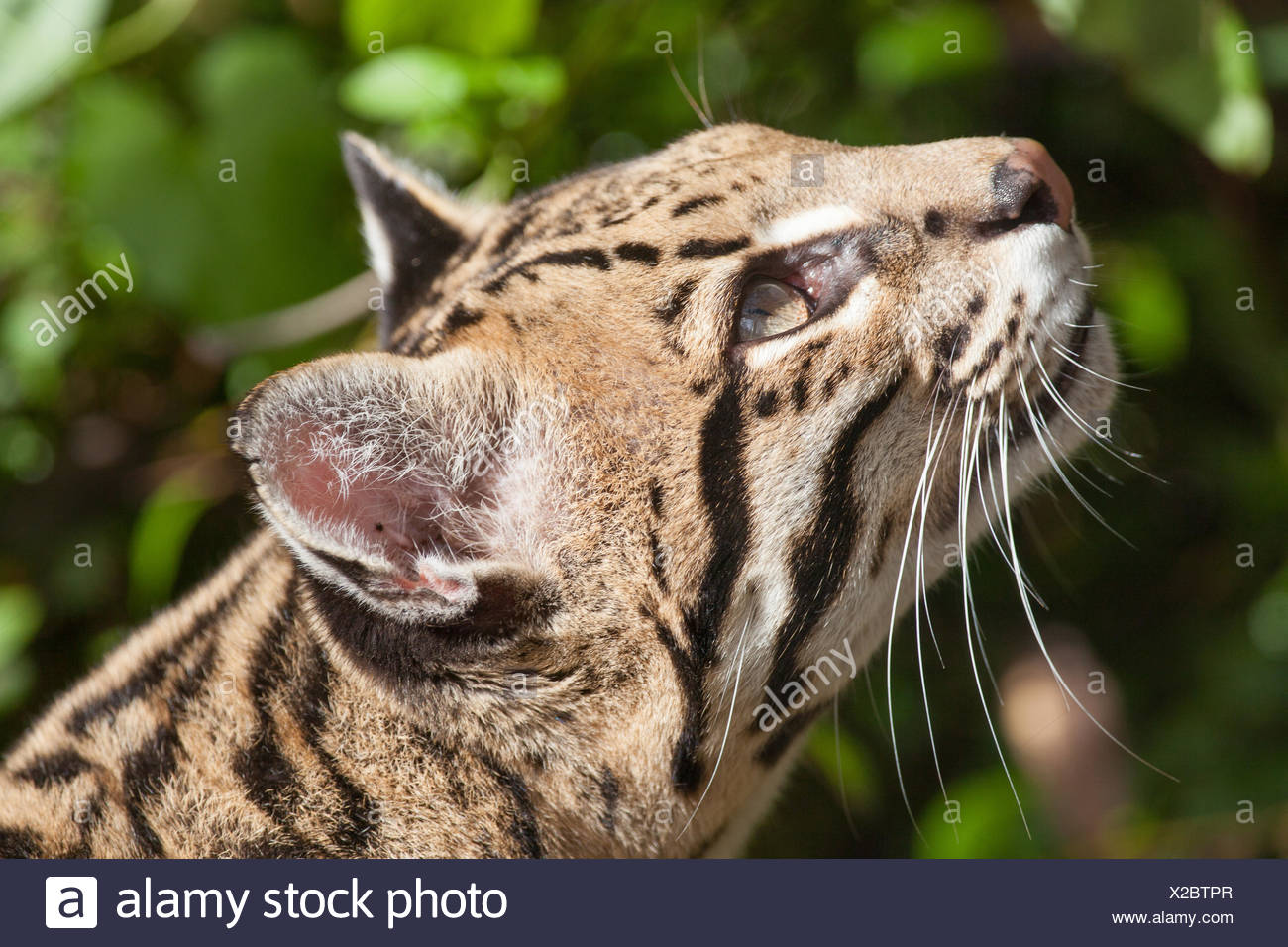 Ocelot Skin High Resolution Stock Photography and Images - Alamy