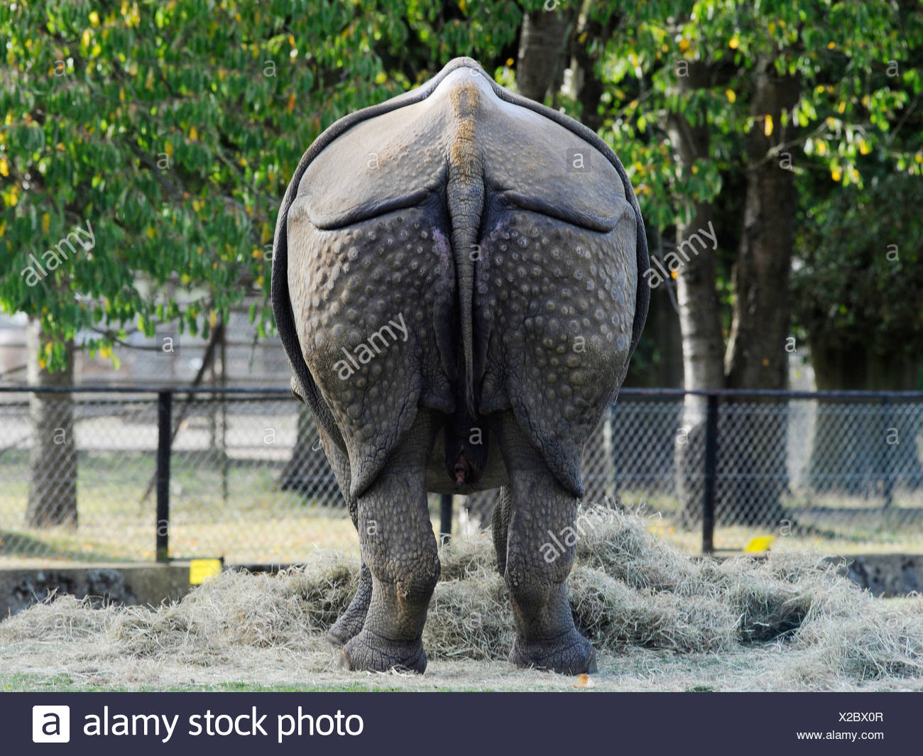 Armored Rhino High Resolution Stock Photography and Images - Alamy