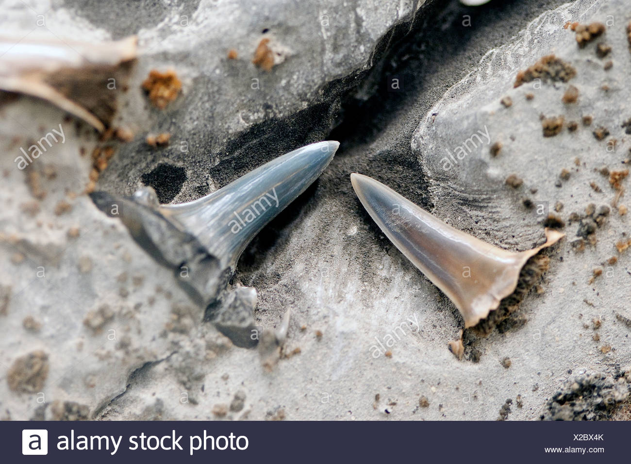 Odontaspis High Resolution Stock Photography and Images - Alamy