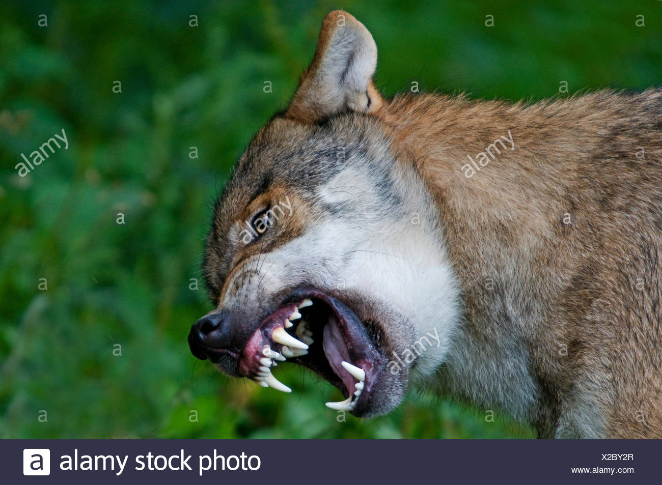 Snarling Wolf High Resolution Stock Photography and Images - Alamy