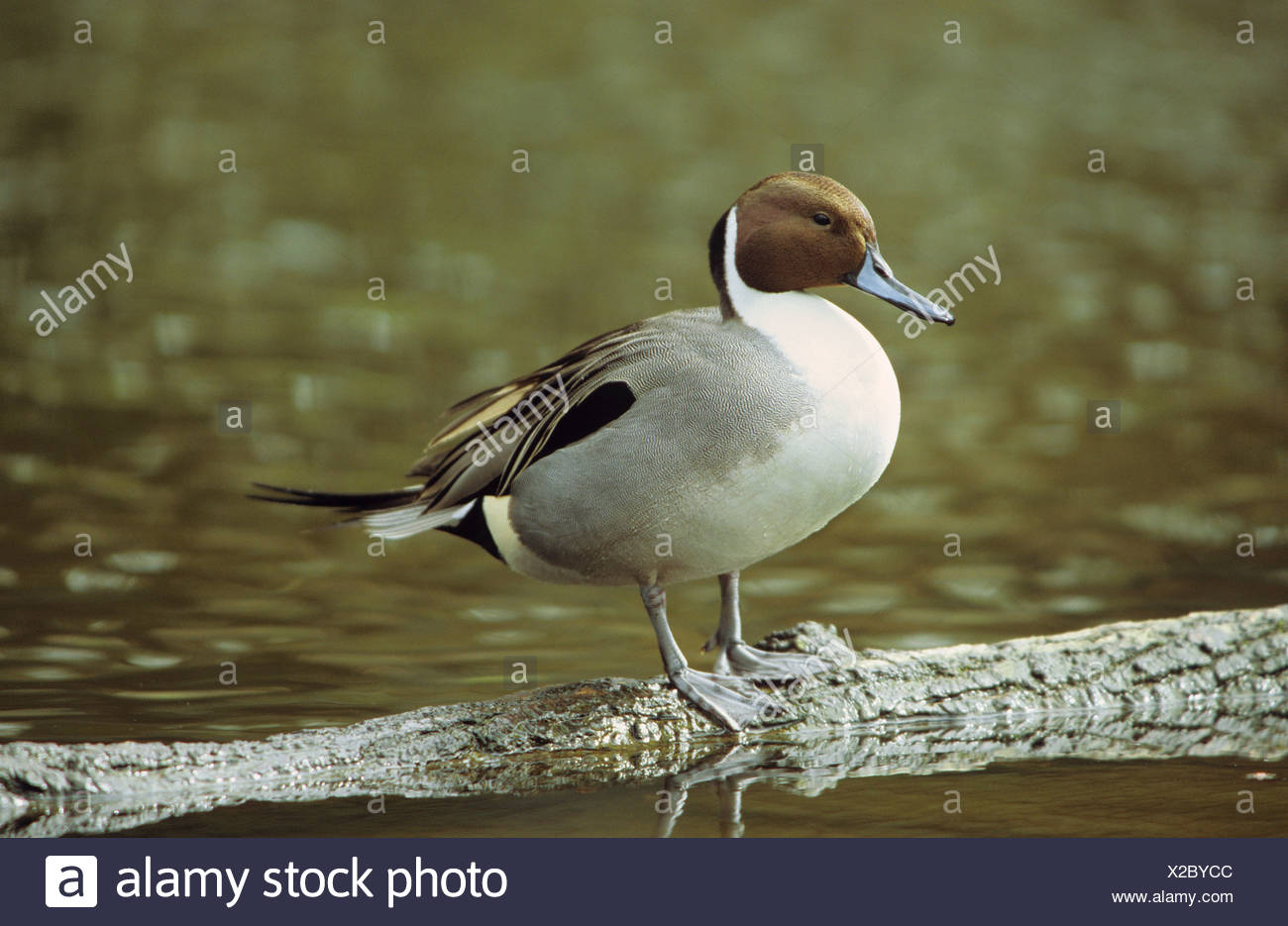 Northern Pintail Duck Drake Standing High Resolution Stock Photography ...